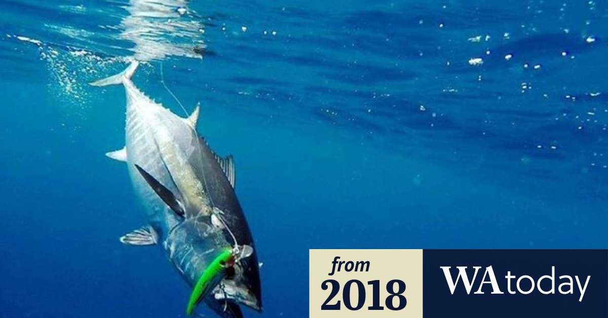 Where the fish are biting off Perth this weekend