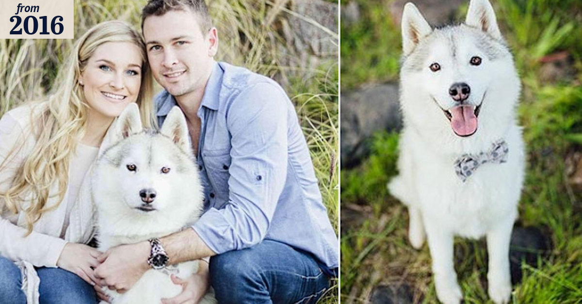 Pet husky shot dead in suburban backyard east of Perth