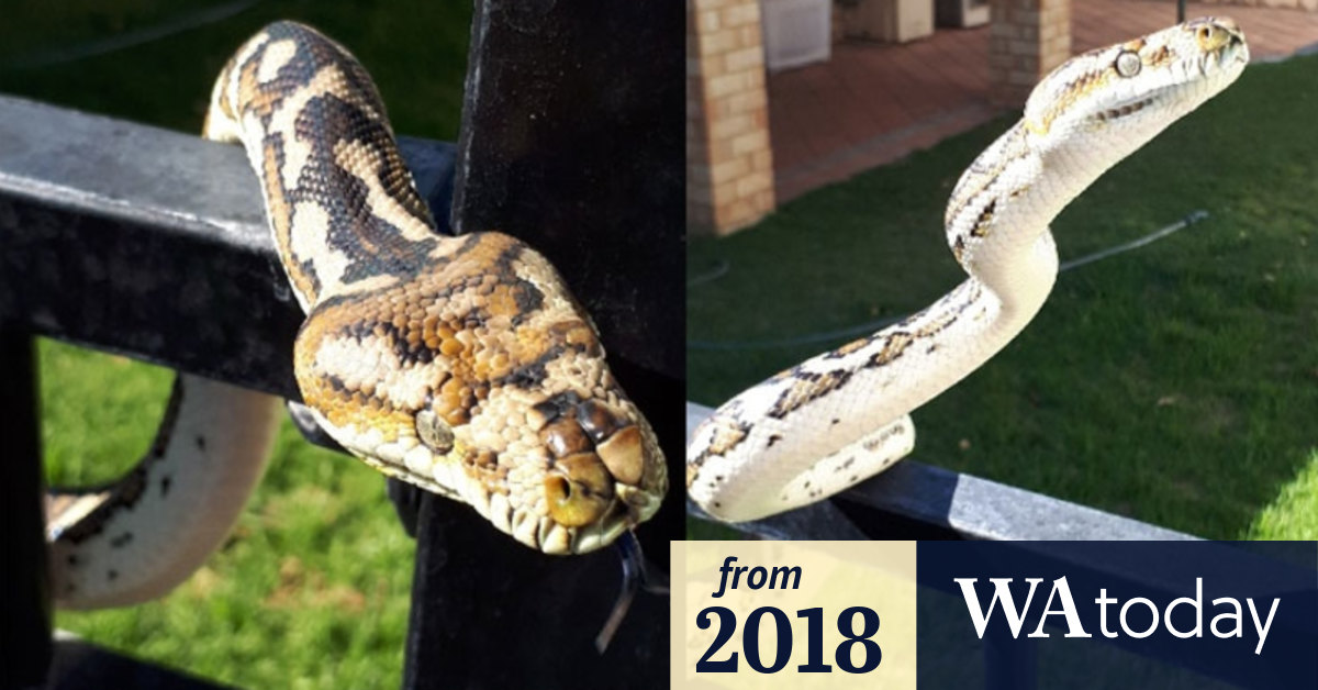 'There's a tree branch on the road': Missing snake found safe and well