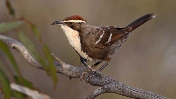 Babbler birds could shed light on human language