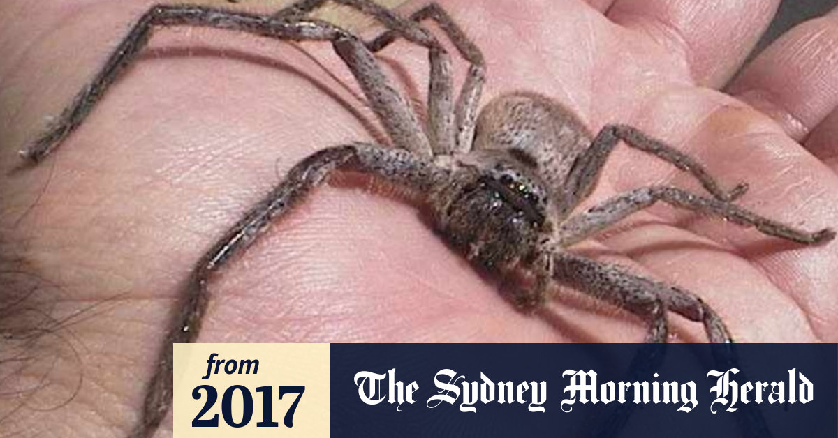 'Giant' huntsman spider terrifies removalists after hitching a ride to ...
