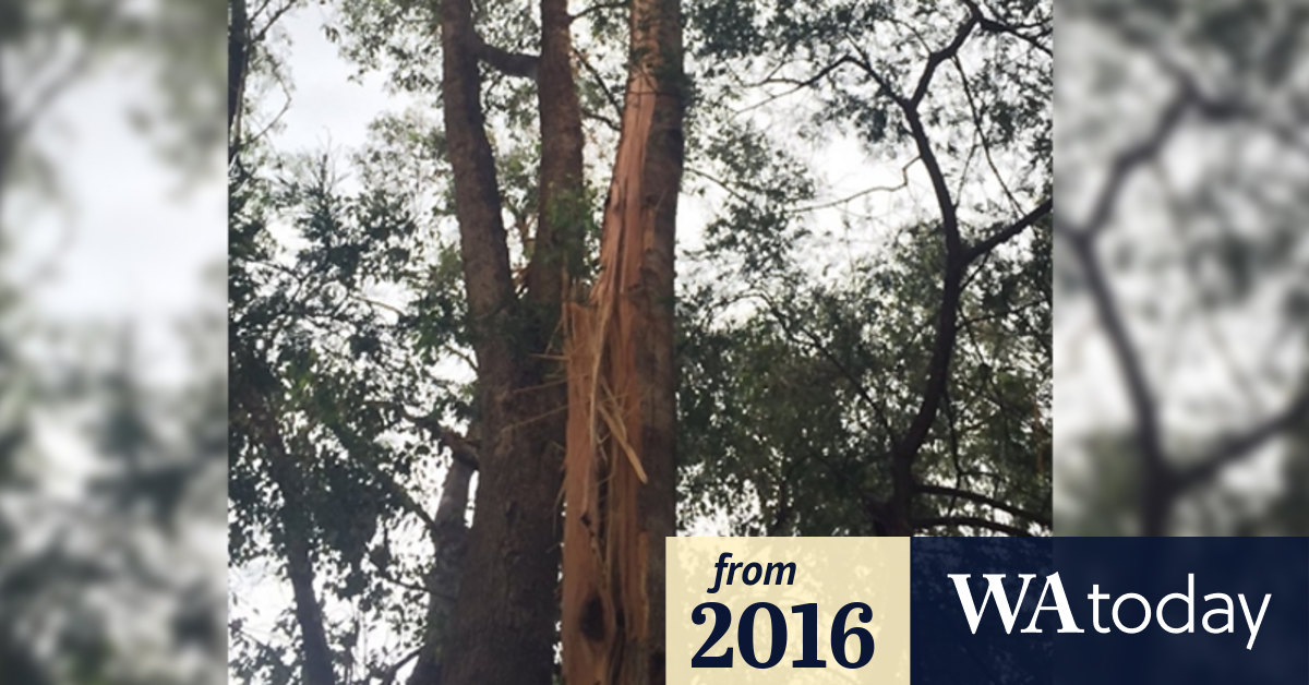 WA fires: Lightning hits Pinjarra evacuation centre, splits tree, cuts ...