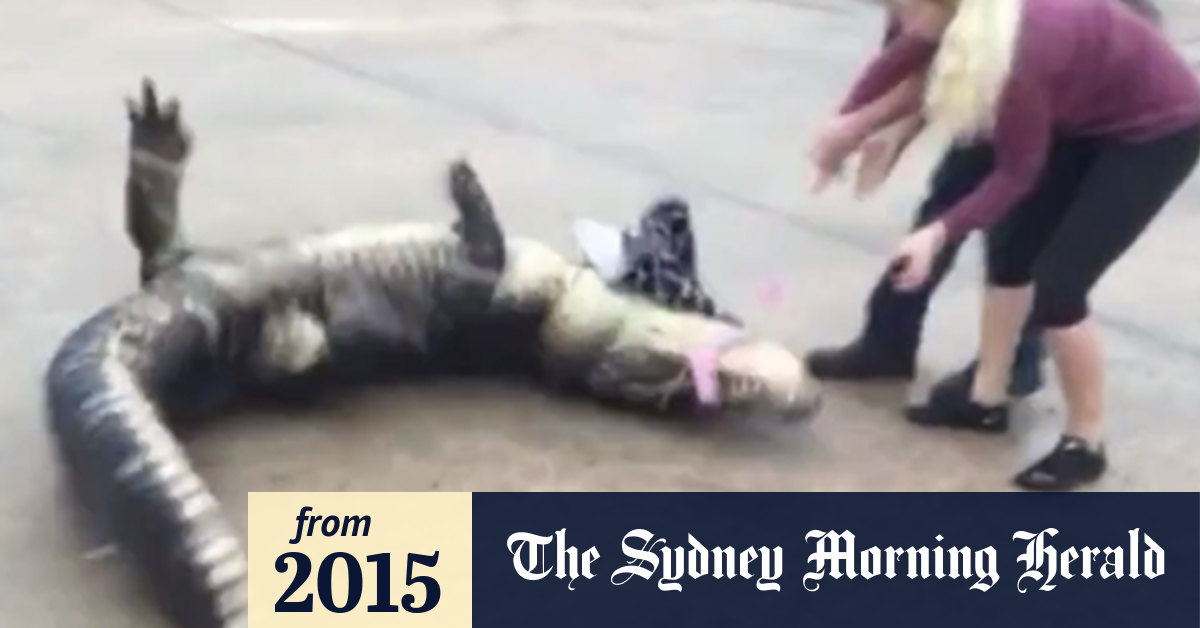 Godzilla the 300-kilogram alligator found at Texas shopping centre