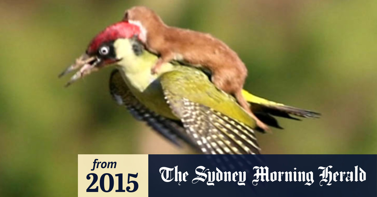 Video: Weasel riding woodpecker explained