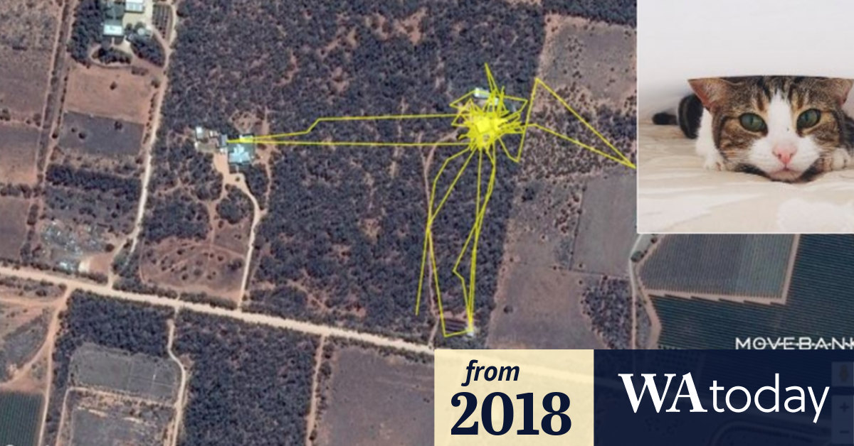 Paws for thought: study to expose the secret lives of Perth cats