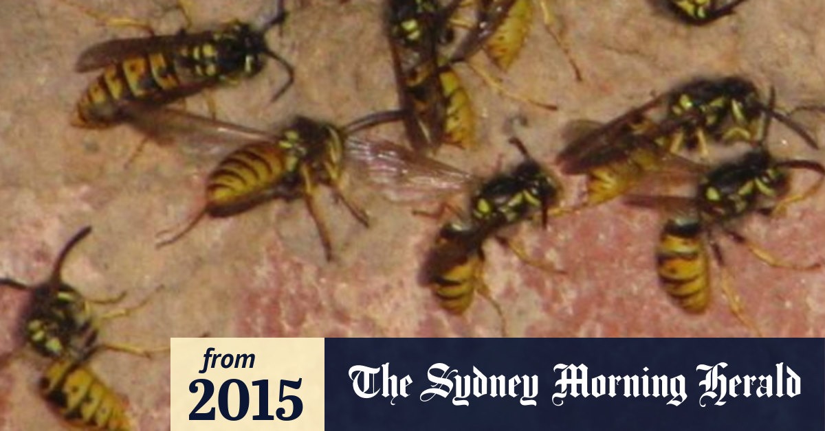 European wasps in Canberra at record numbers