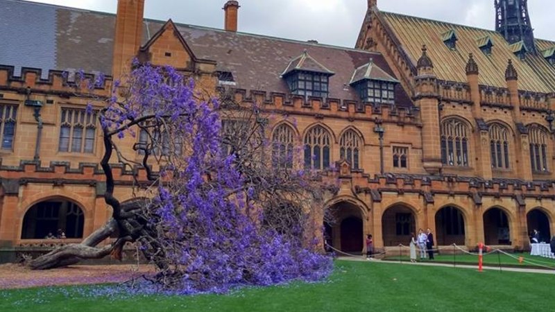 University of Sydney's jacaranda: native tree will join replacement in ...