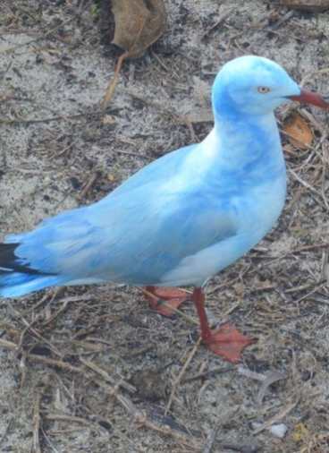 Blue seagull mystery leaves Lancelin locals confused and concerned