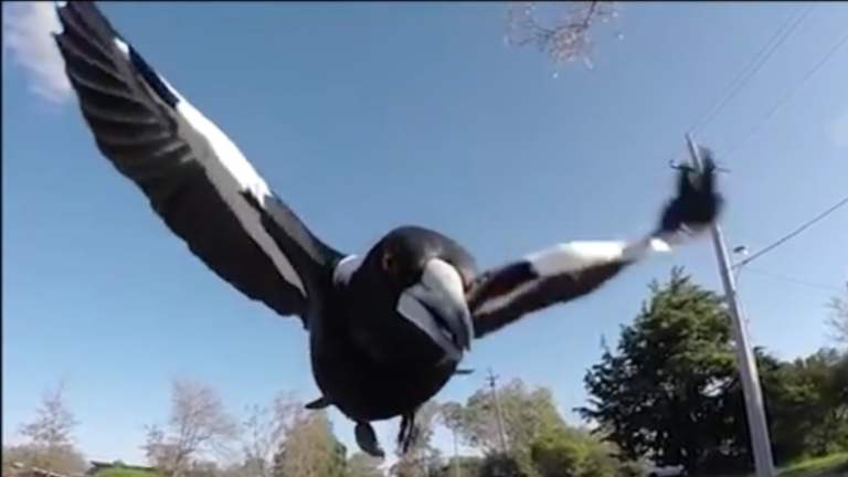 Male magpies take fatherhood very seriously