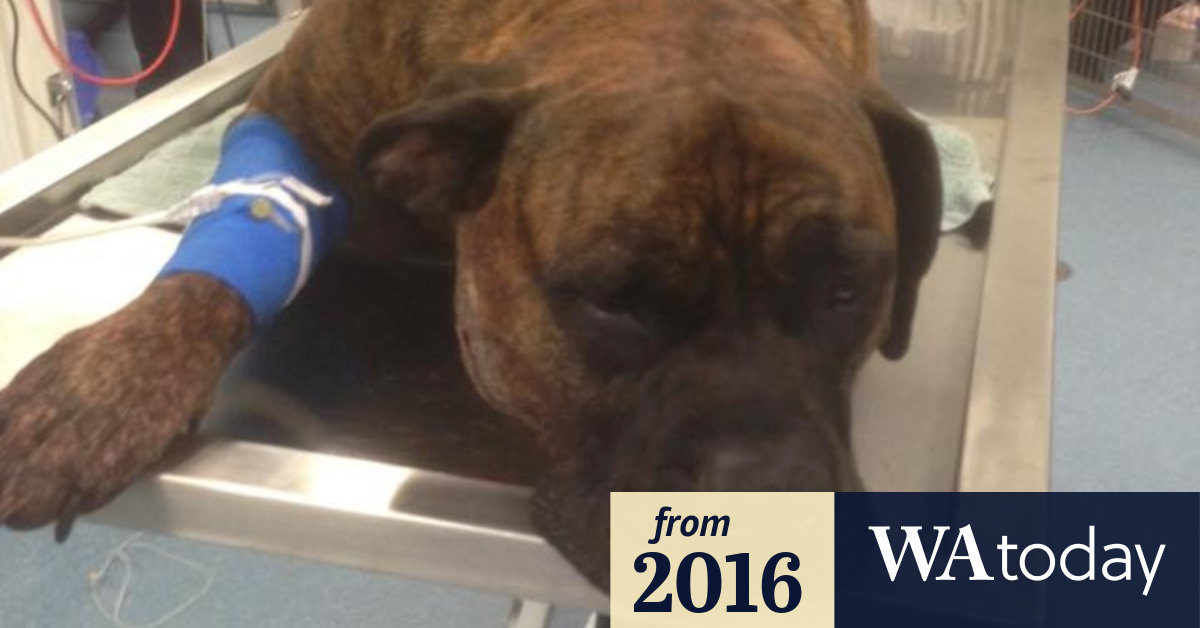Dog lucky to be alive after found with gun shot wound