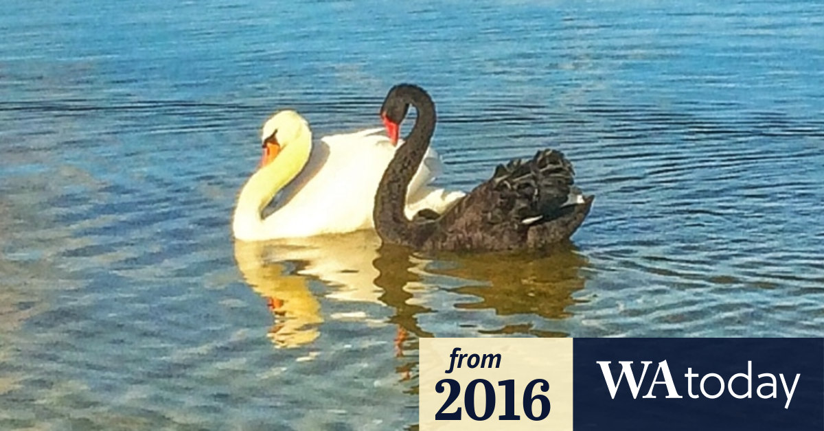 Perth's white swan and social media star 'SwannyV' returns to the river