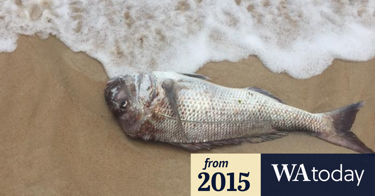 Mystery surrounds death of 700 fish found dead in Cockburn Sound