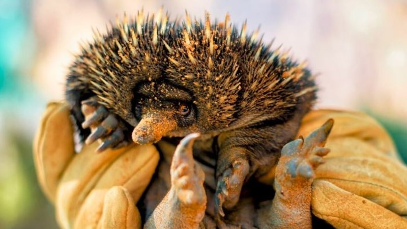 Too cute: Echidna 'puggle' born at Perth Zoo