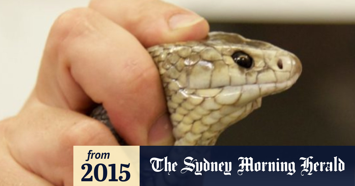 Gigantor: Is this Australia's largest brown snake?