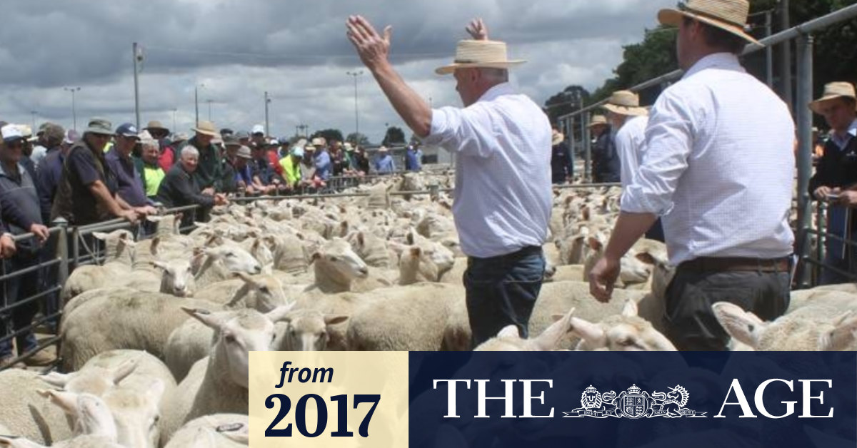Brazen thieves steal 60 ewes at stockyard, as high prices lead to spate ...