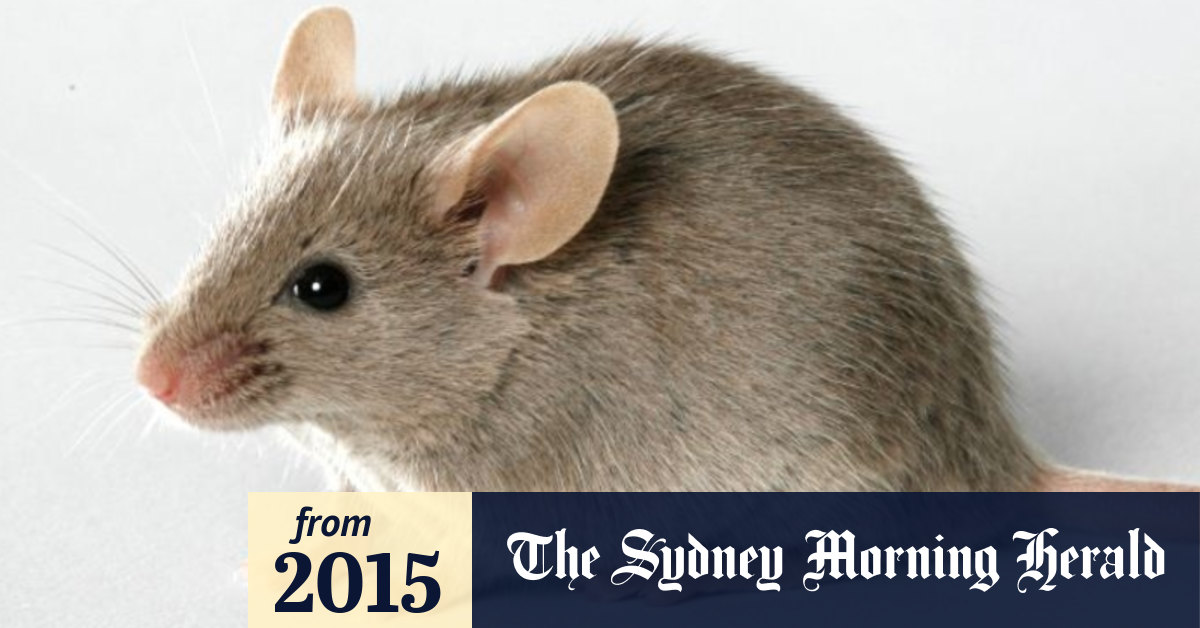 Of Mice and Men: Manchester United's Old Trafford ground infested with ...