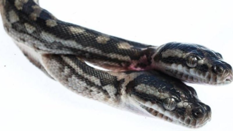 Two-headed snake passes throat test and has one stomach so should be ...
