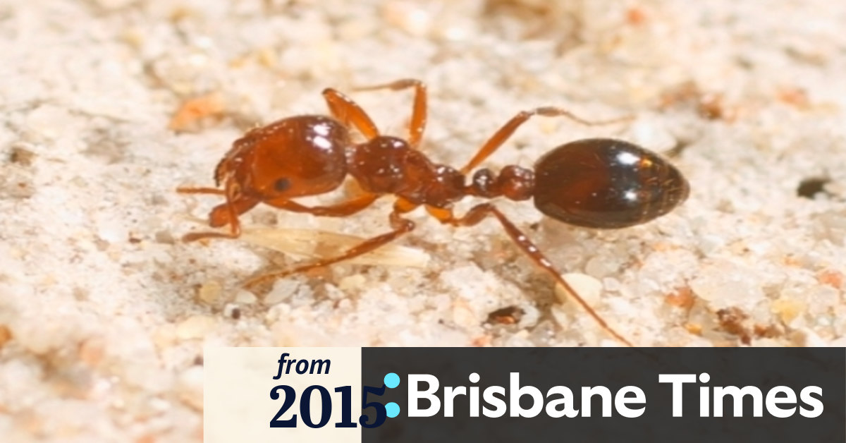 Fire ants threaten Southeast Queensland's $230 million Lockyer Valley ...