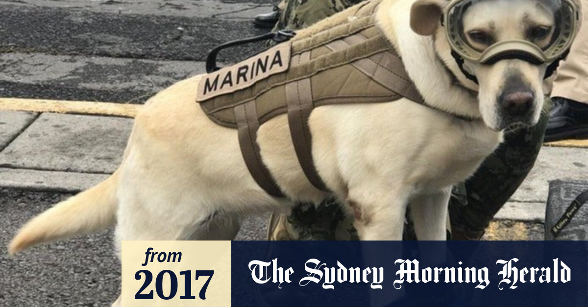 Mexico City earthquake: Frida the search dog gets her star moment