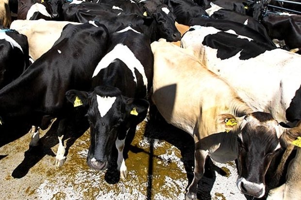 Cow dies of anthrax disease in Tatura, northern Victoria