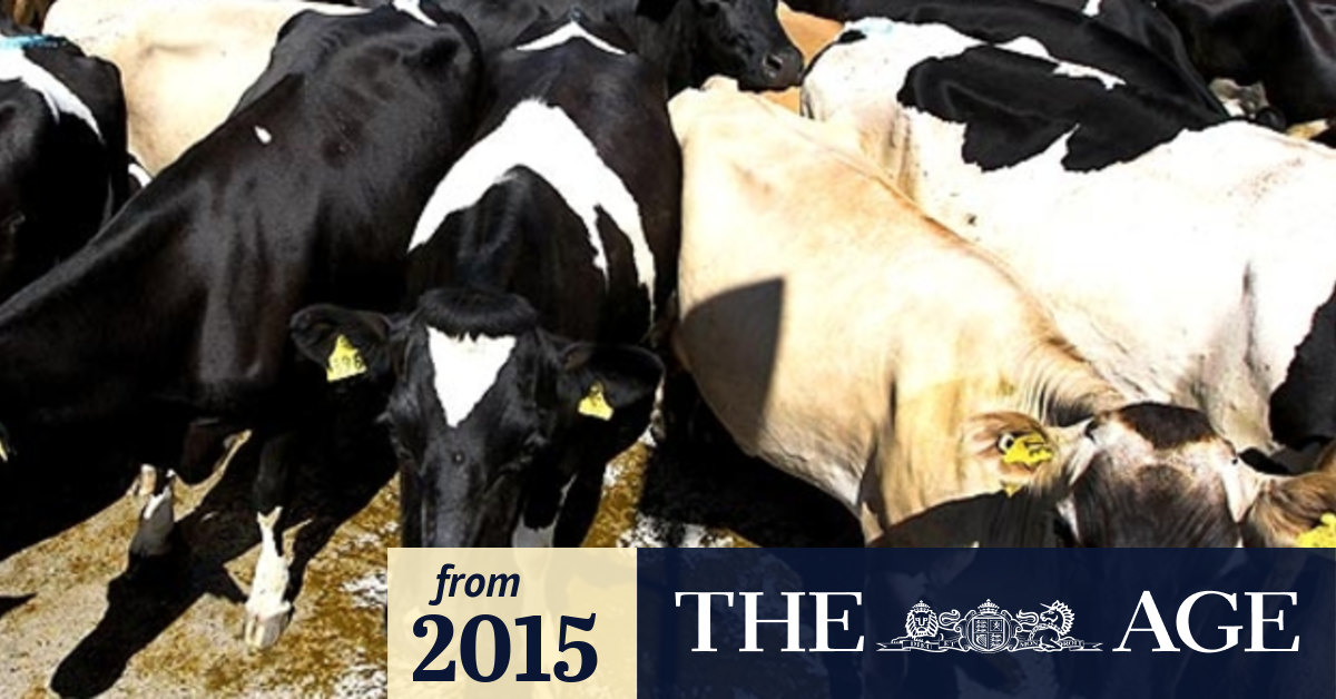 Cow dies of anthrax disease in Tatura, northern Victoria