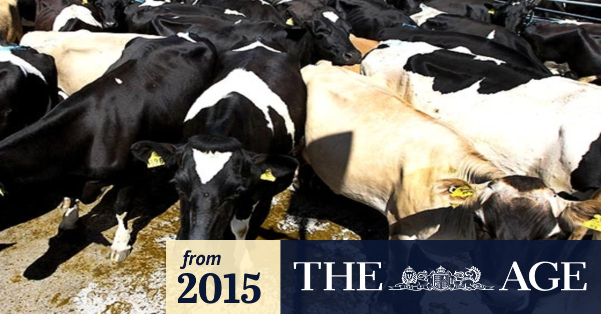 Cow dies of anthrax disease in Tatura, northern Victoria