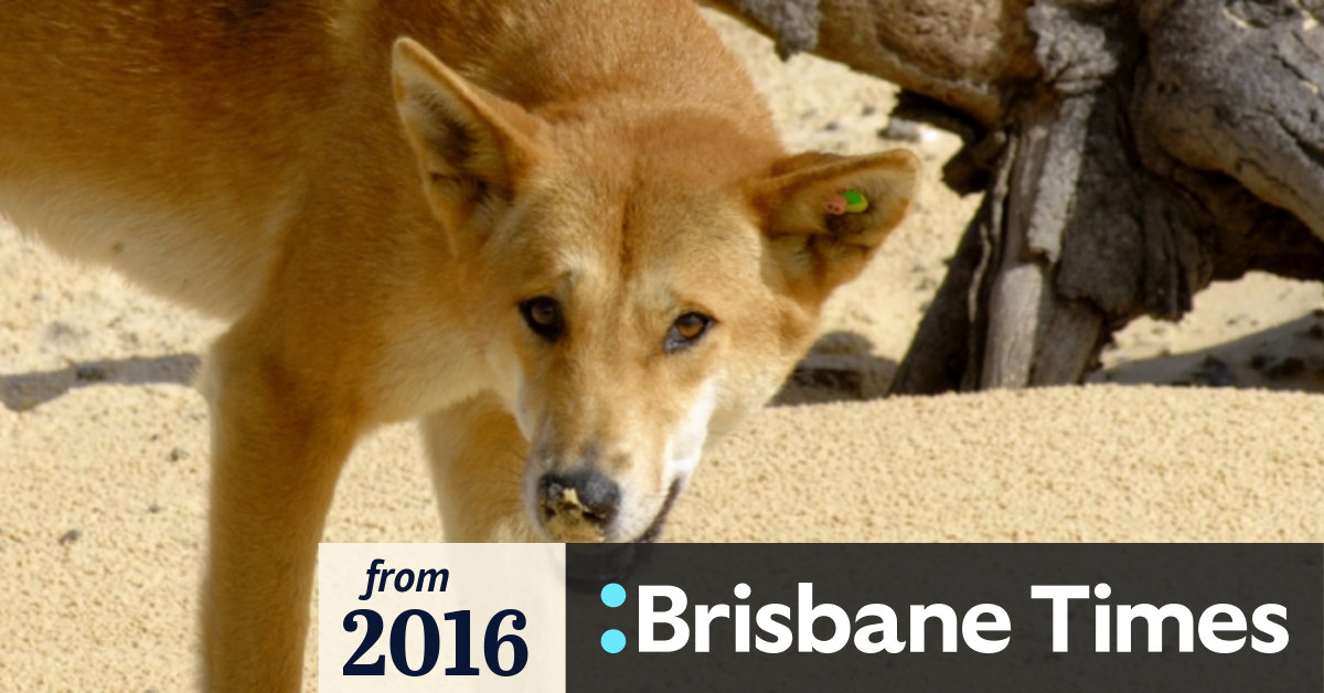 Discovery of oldest dingo good news for breeding