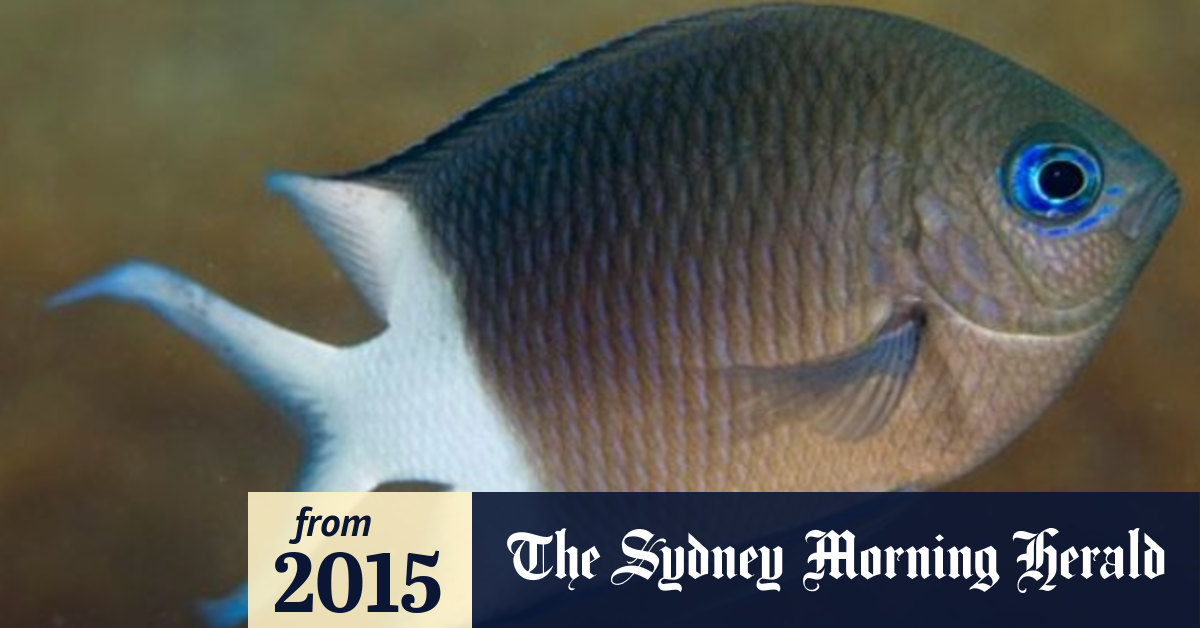 Study shows tropical fish genetically adapting to cope with warmer waters