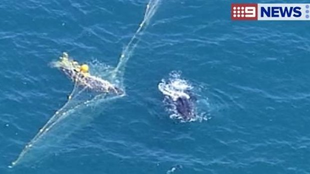 Baby whale caught in shark nets off Queensland coast