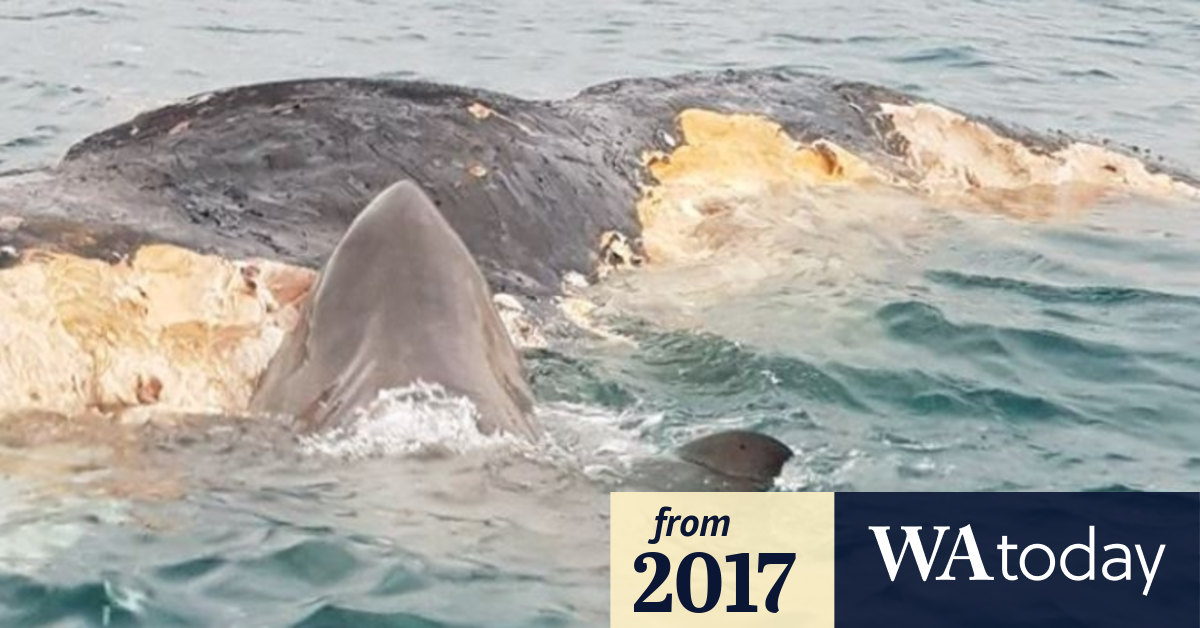 Shark warning for Fremantle after whale carcass washes up at North Mole