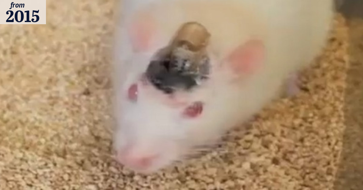 Scientists remote control mouse brain with drugs and light
