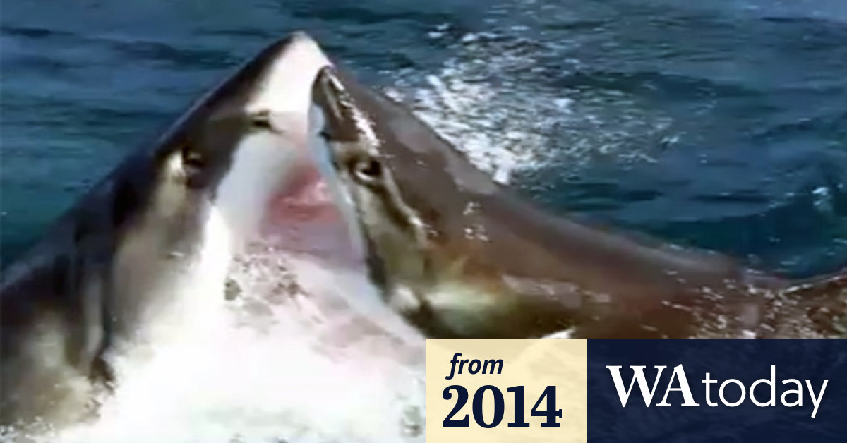 Great white shark fight caught on film