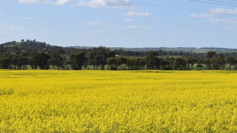 Canola Catch-22: Tourists trample on WA fields