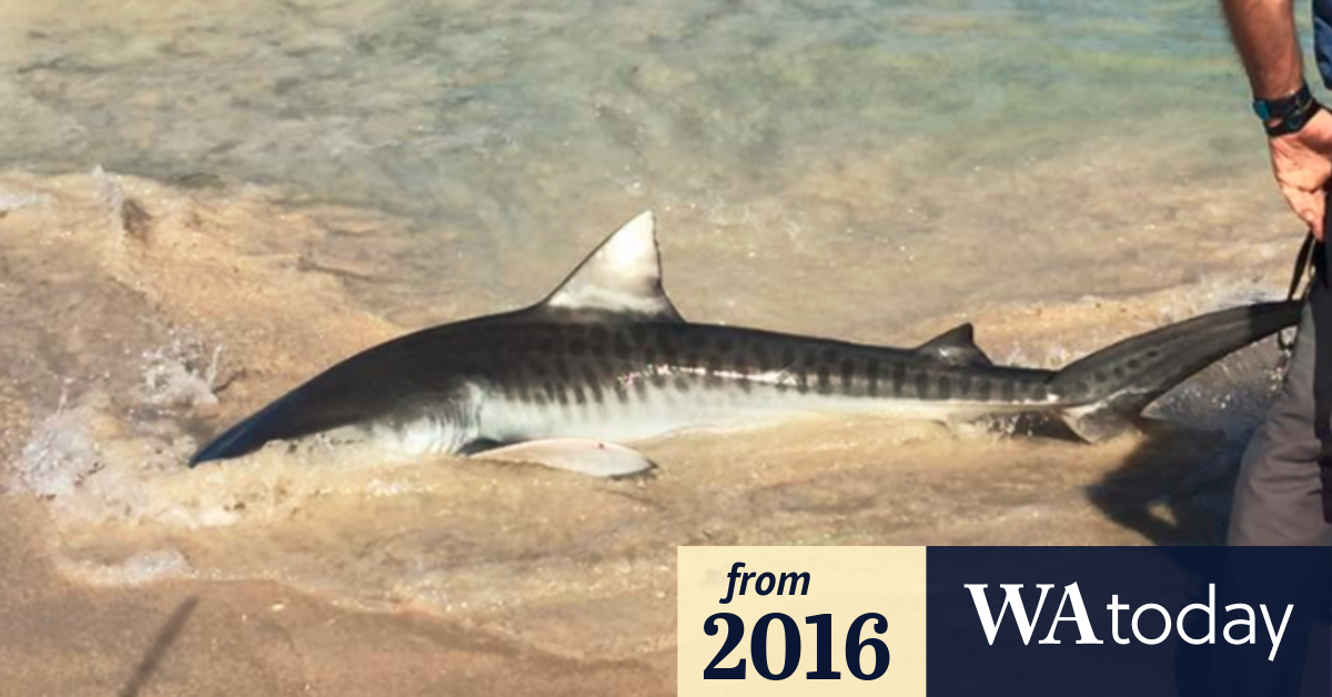 Scarborough and Trigg beaches closed after two shark sightings