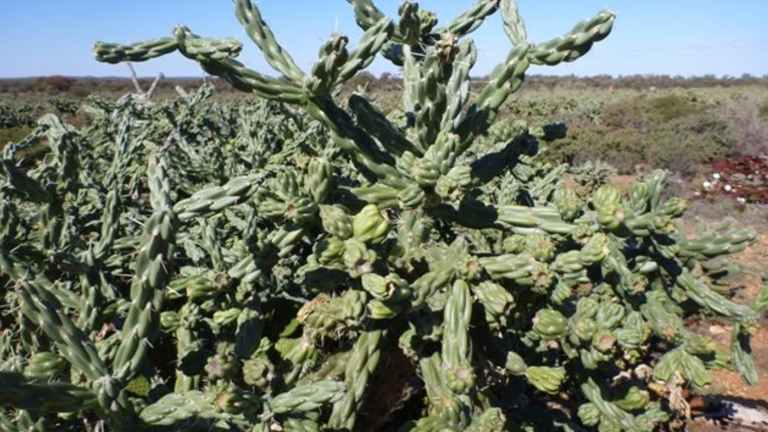 Cactus invasion takes over Goldfields bushland