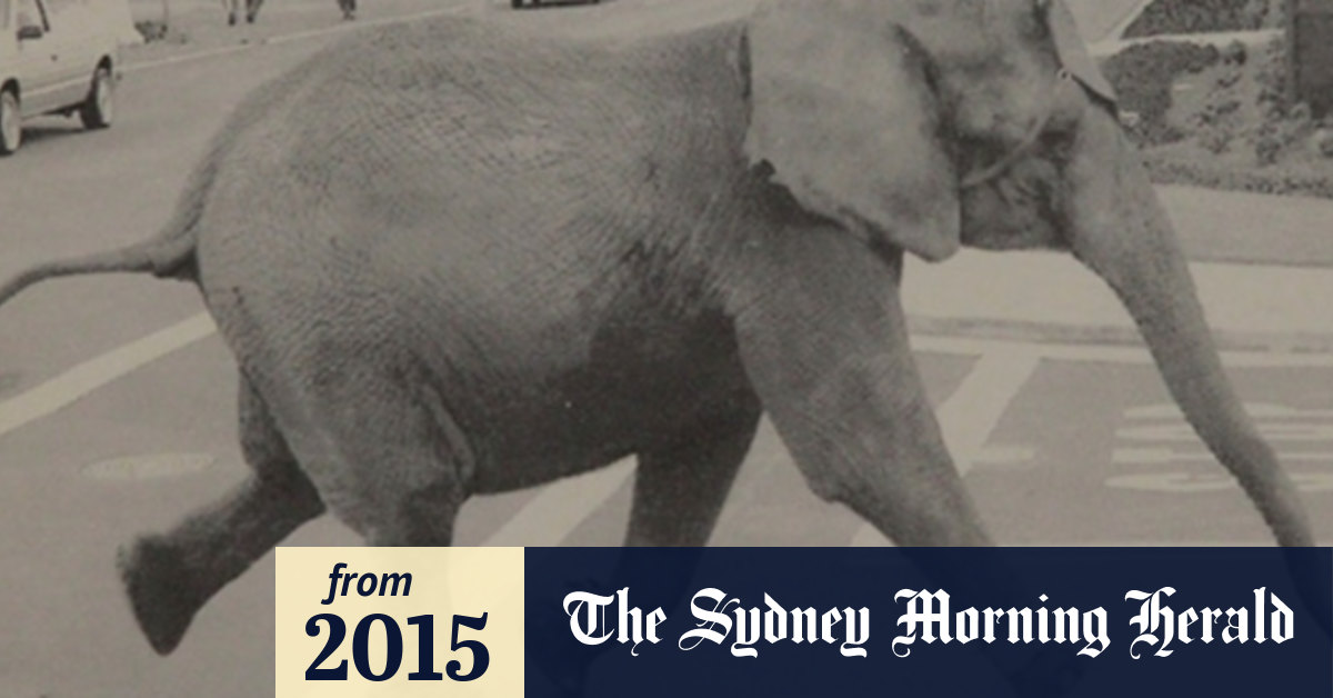 'Blackfish for elephants': Tyke Elephant Outlaw premieres in Sydney