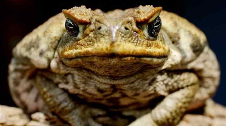 Cane toads slow to adapt to cold, arid conditions, study finds