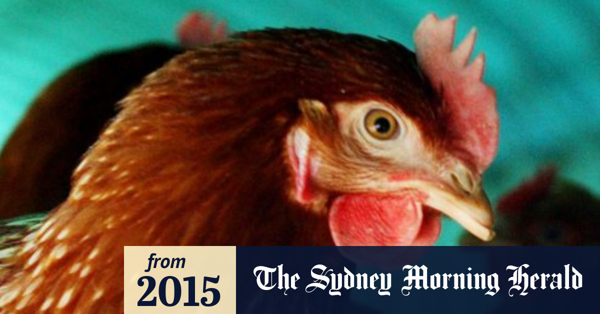 I, Chicken: Virtual reality reveals the life of a chicken