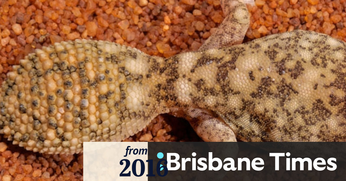 New species of gecko discovered by Queensland Museum scientist