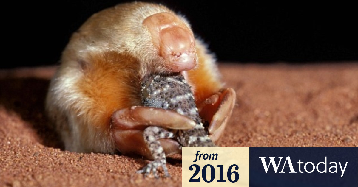 Extremely rare marsupial mole caught on camera in the Gibson Desert