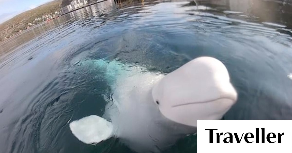 Hvaldimir, Hammerfest Bay, Norway: Famously friendly beluga whale helps ...