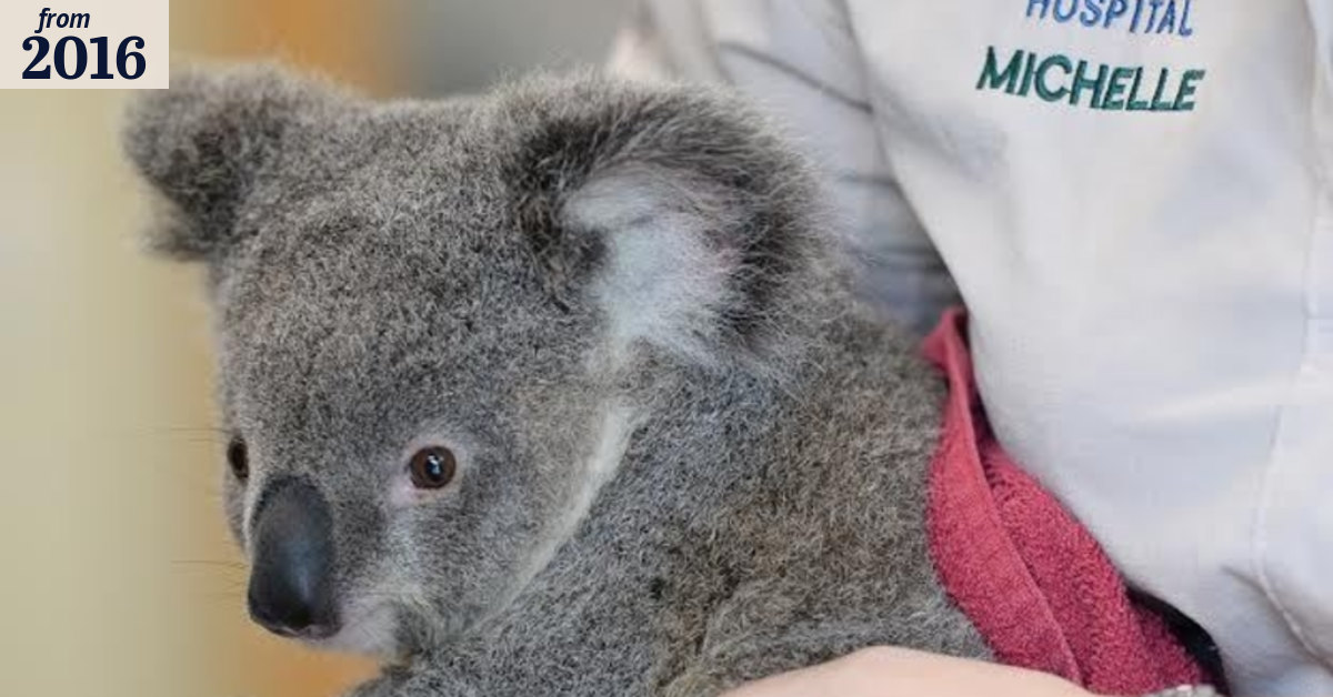 Australia Zoo cleared of animal mistreatment