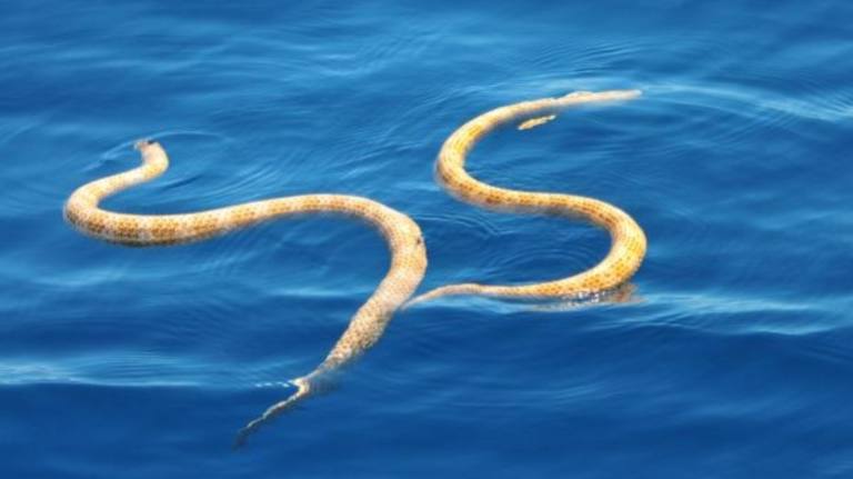 Sea snakes thought to be extinct spotted in Western Australian Ningaloo ...