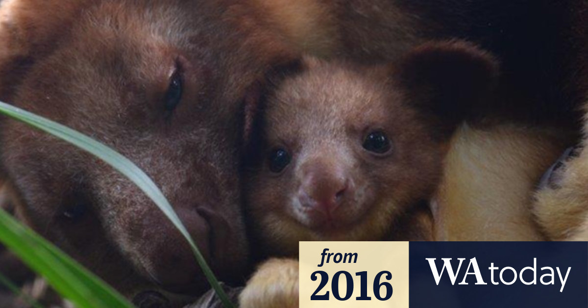 Perth Zoo put on their biggest grins for World Smile Day