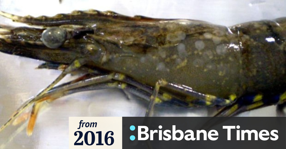 More than $8 million revenue lost after prawn disease outbreak