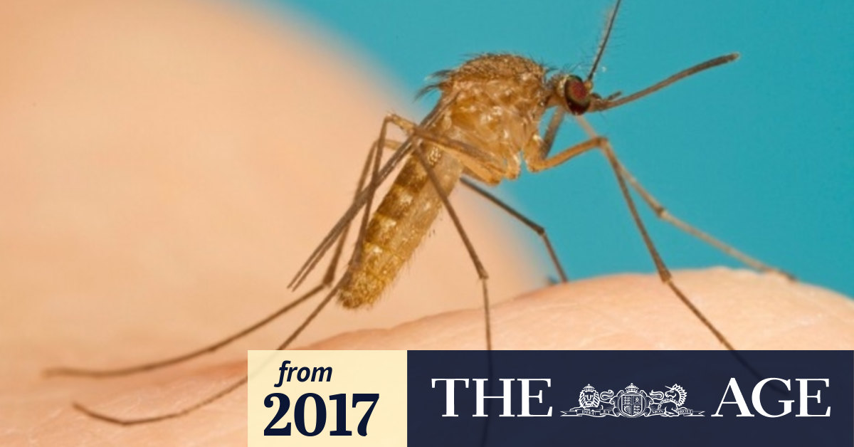 Six people infected with Ross River virus in Melbourne