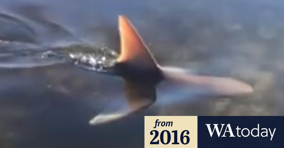 Baby sandbar shark filmed swimming in Swan River shallows at Royal ...