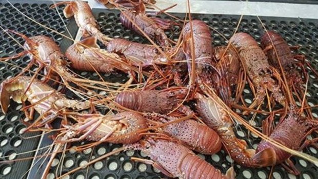 Eight tonnes of WA lobster to hit local markets just in time for Christmas