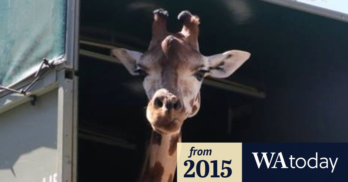 Giant journey for Perth Zoo giraffe