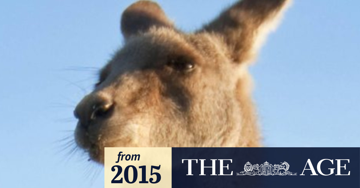 Hunters deployed to shoot kangaroos at RACV resort